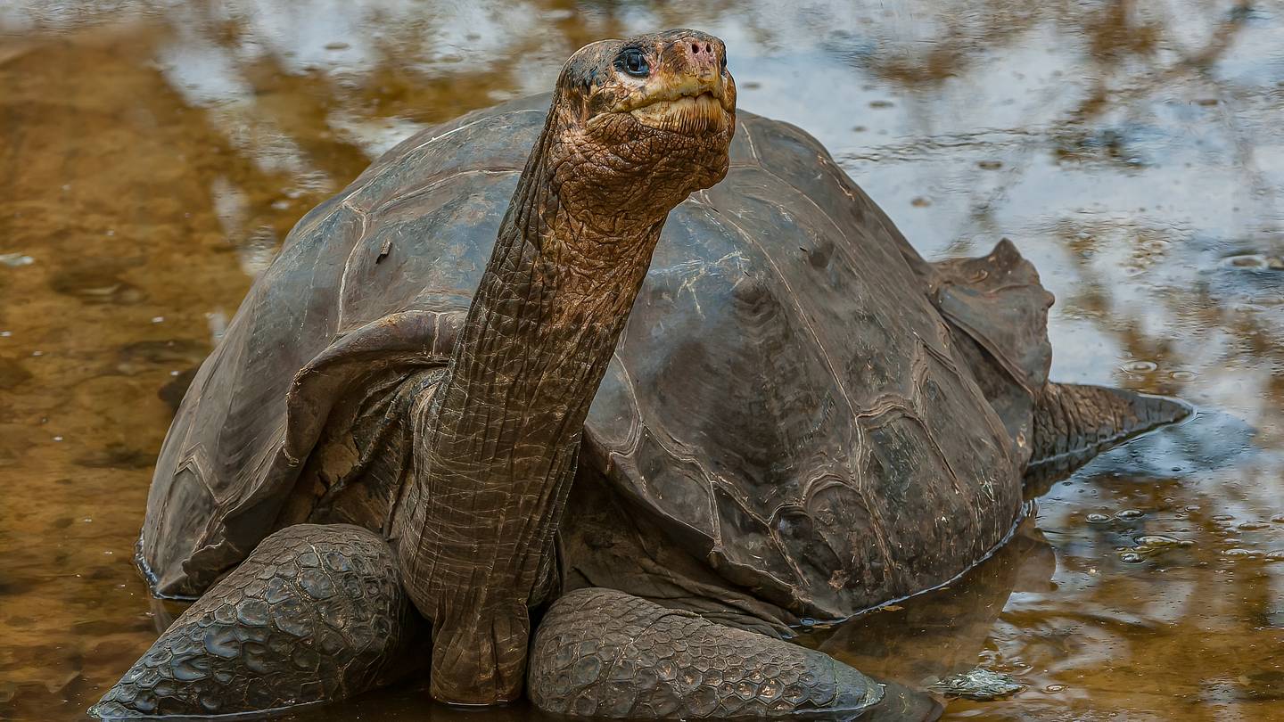 6 Animals That Were the Last of Their Species
