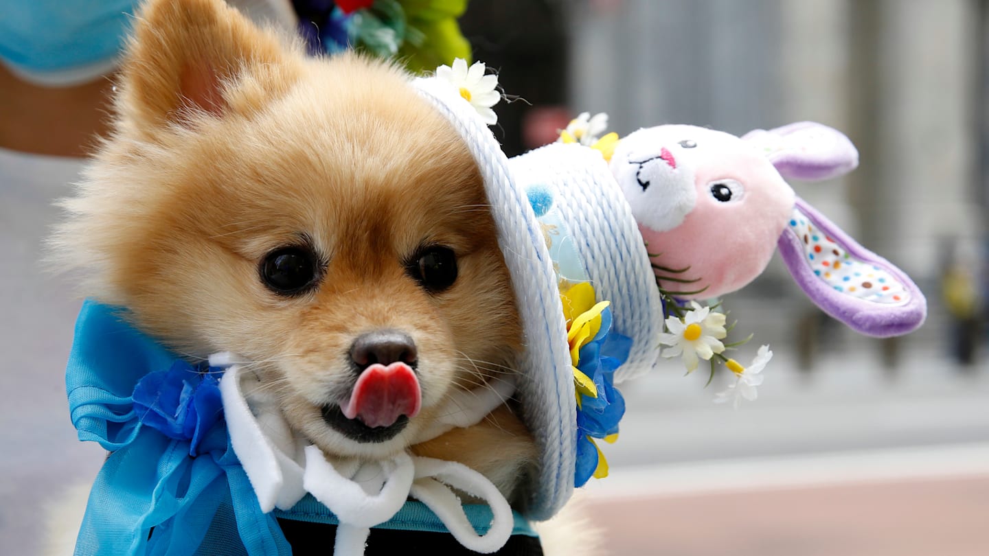 Chewy is selling Milk-Bone Marshmallow Peeps just in time for Easter
