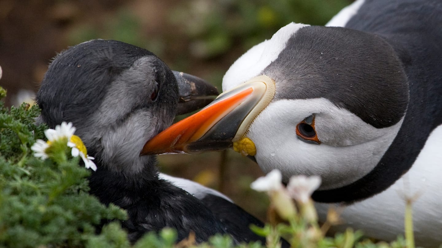 The Icelandic Tradition of Tossing Baby Puffins Off Sea Cliffs
