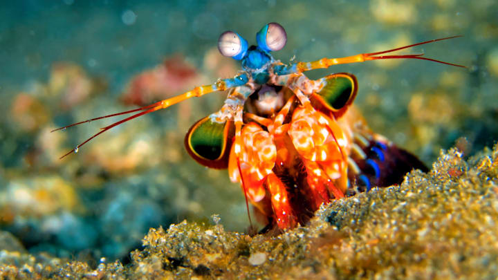 mantis shrimp predators