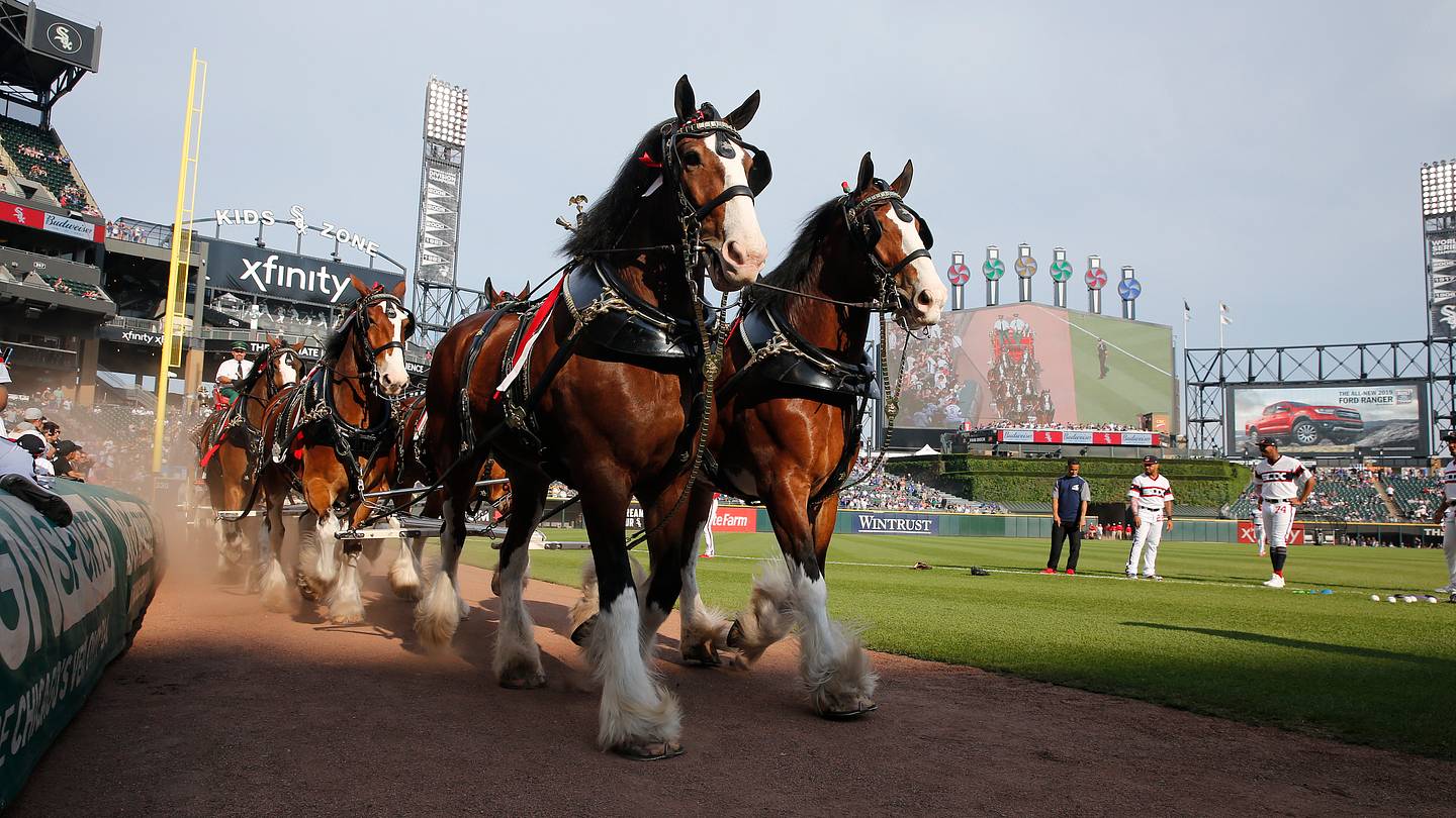 How the Budweiser Clydesdales Became a Commercial Success