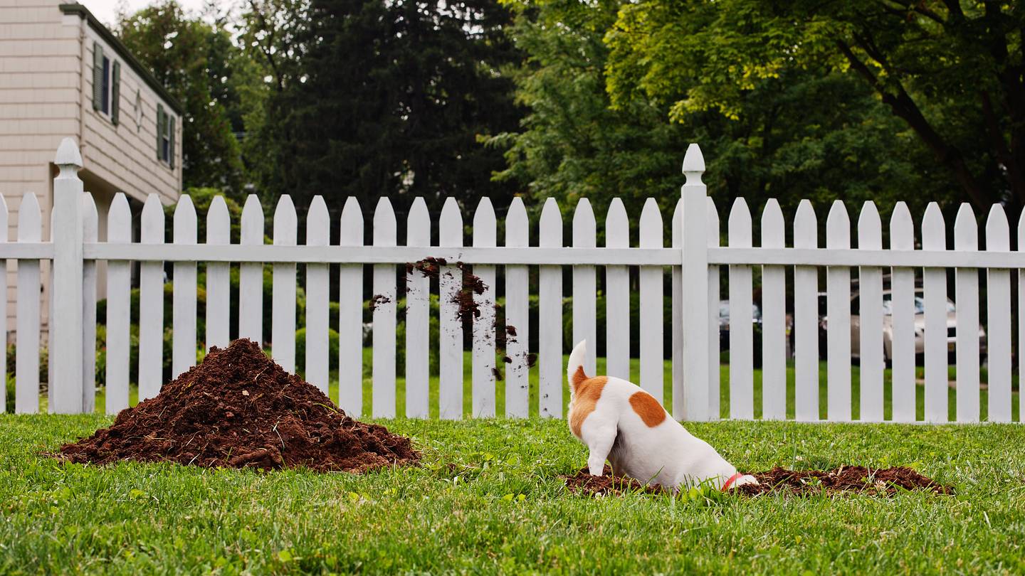 How to Stop Your Dog From Digging Holes
