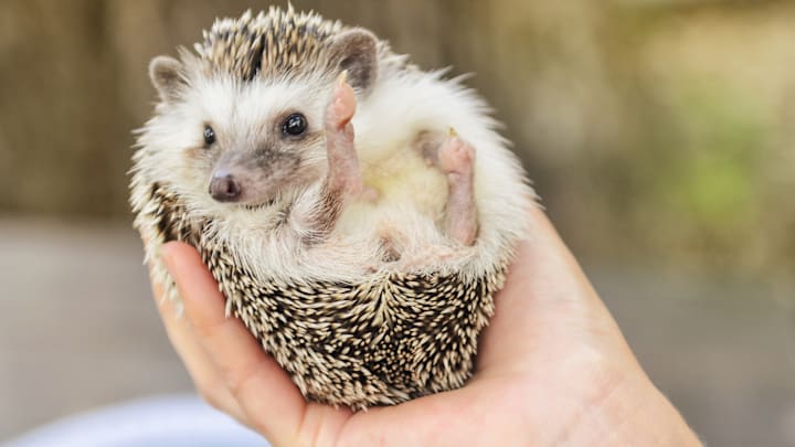 cutest hedgehog