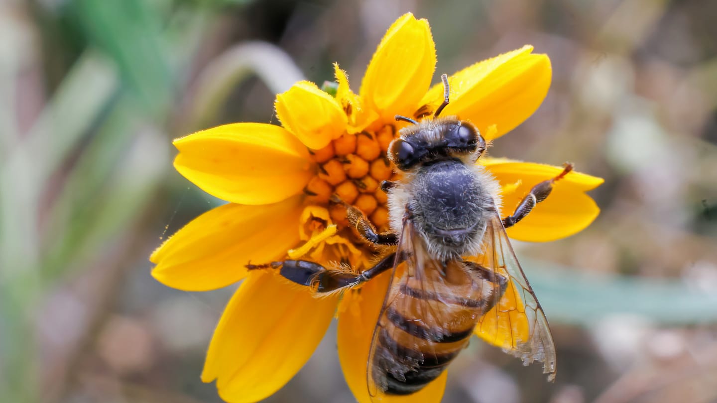 Getting a Bee in Math: Honey Bees Can Distinguish Between Odd and Even ...