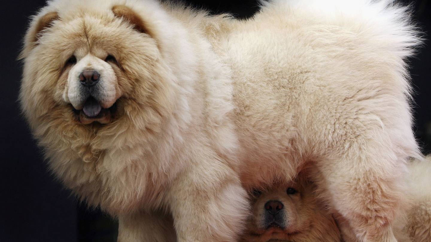 What does owning a Chow Chow say about you?