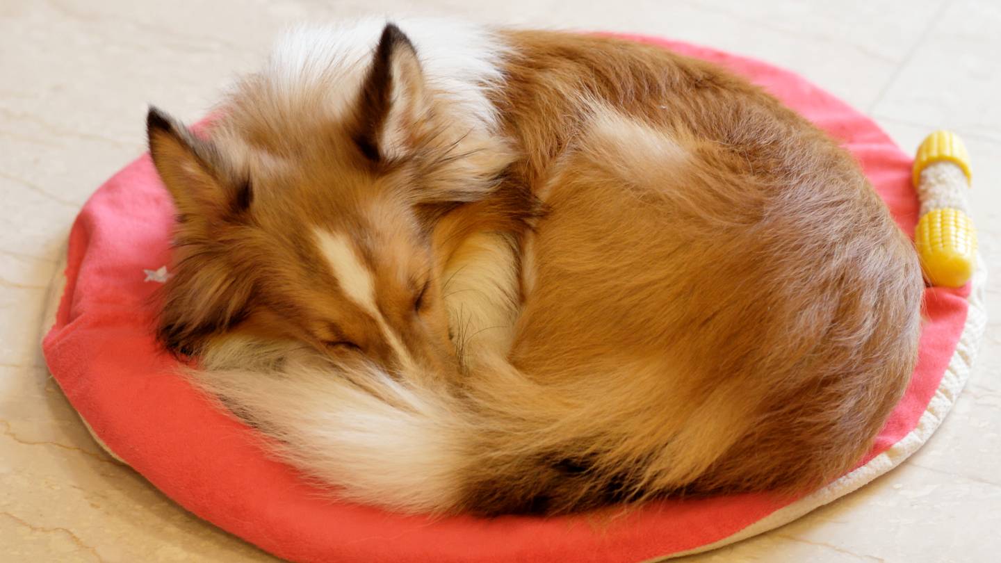 The Surprising Reasons Your Dog Curls Up in a Ball Before Going to Sleep