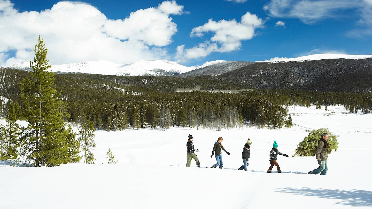 These U.S. National Forests Let You Chop Down a Christmas Tree for $10 ...