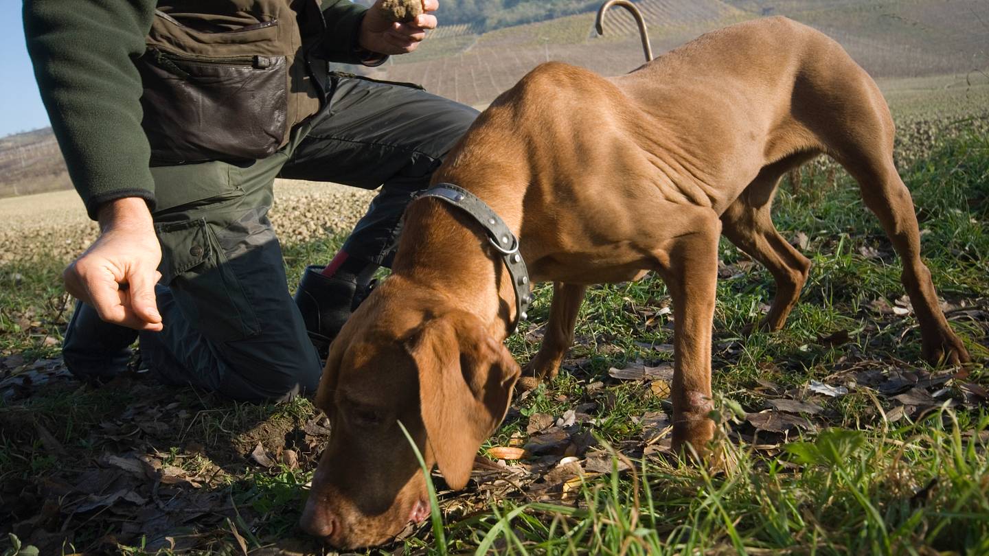 Dogs Sniff Out Two New Species of Truffles in the U.S.