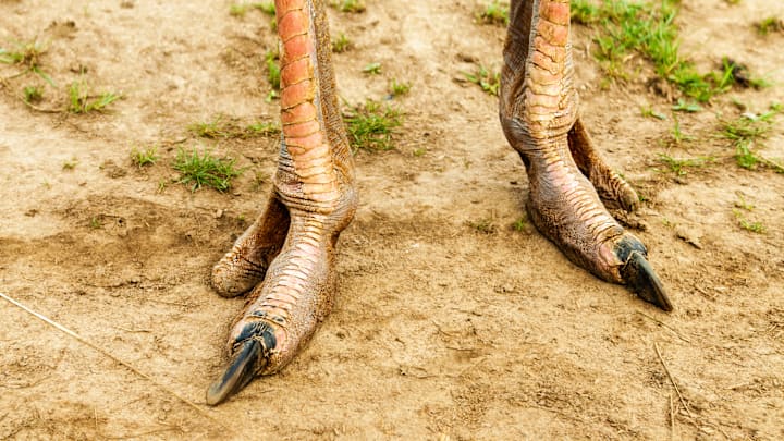 ostrich claws type