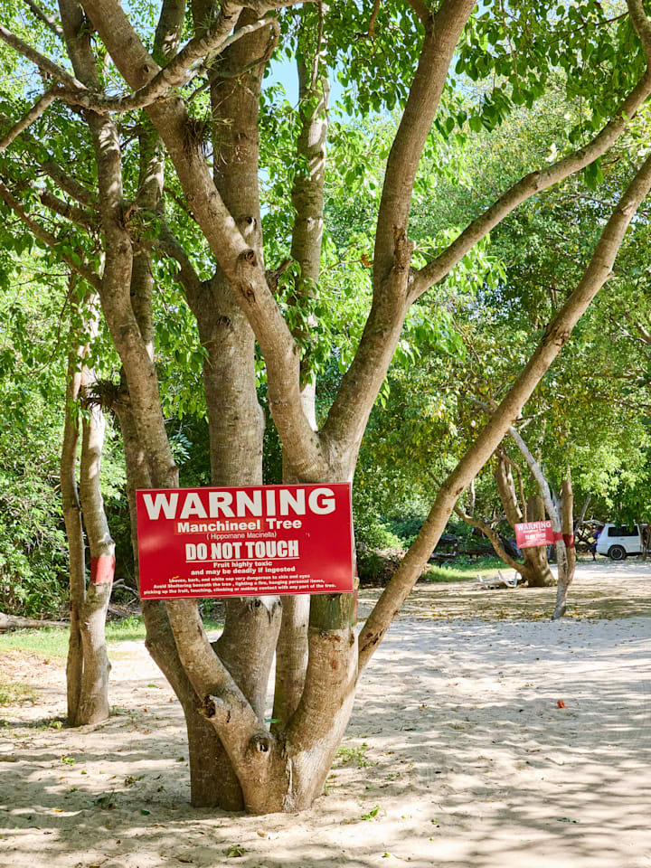 which trees are poisonous