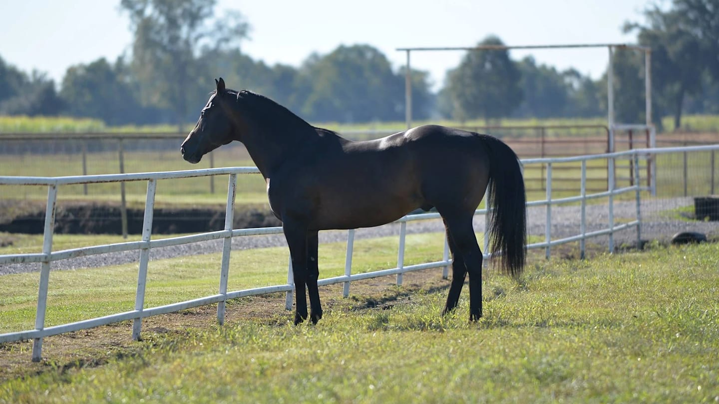 Legendary AQHA Stallion Passes Away at Age 27