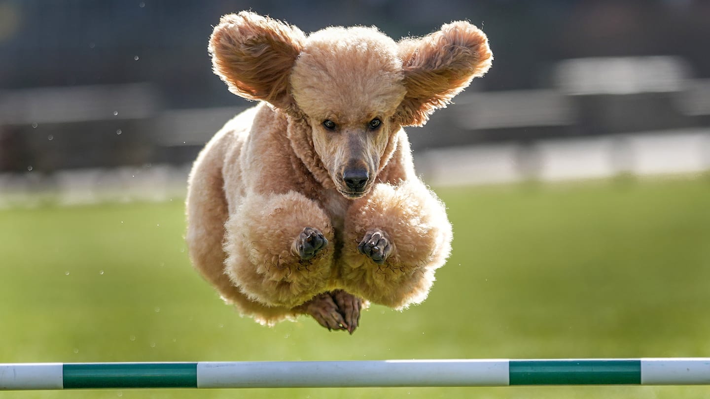 5 dog breeds that are increasing in popularity