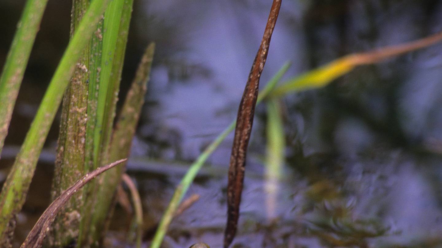 7 Animals That Can Change Their Sex