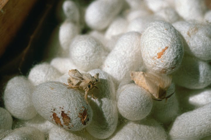 insect cocoons