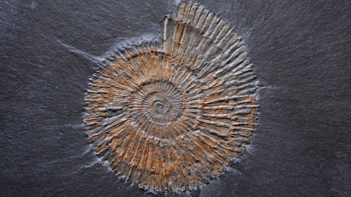New Zealand Is the First Country to Open Its Fossil Database to the Public