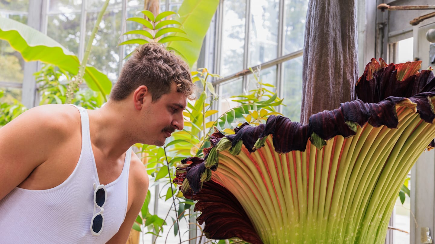 New Study Reveals the Source of the Corpse Flower’s Horrible Stench