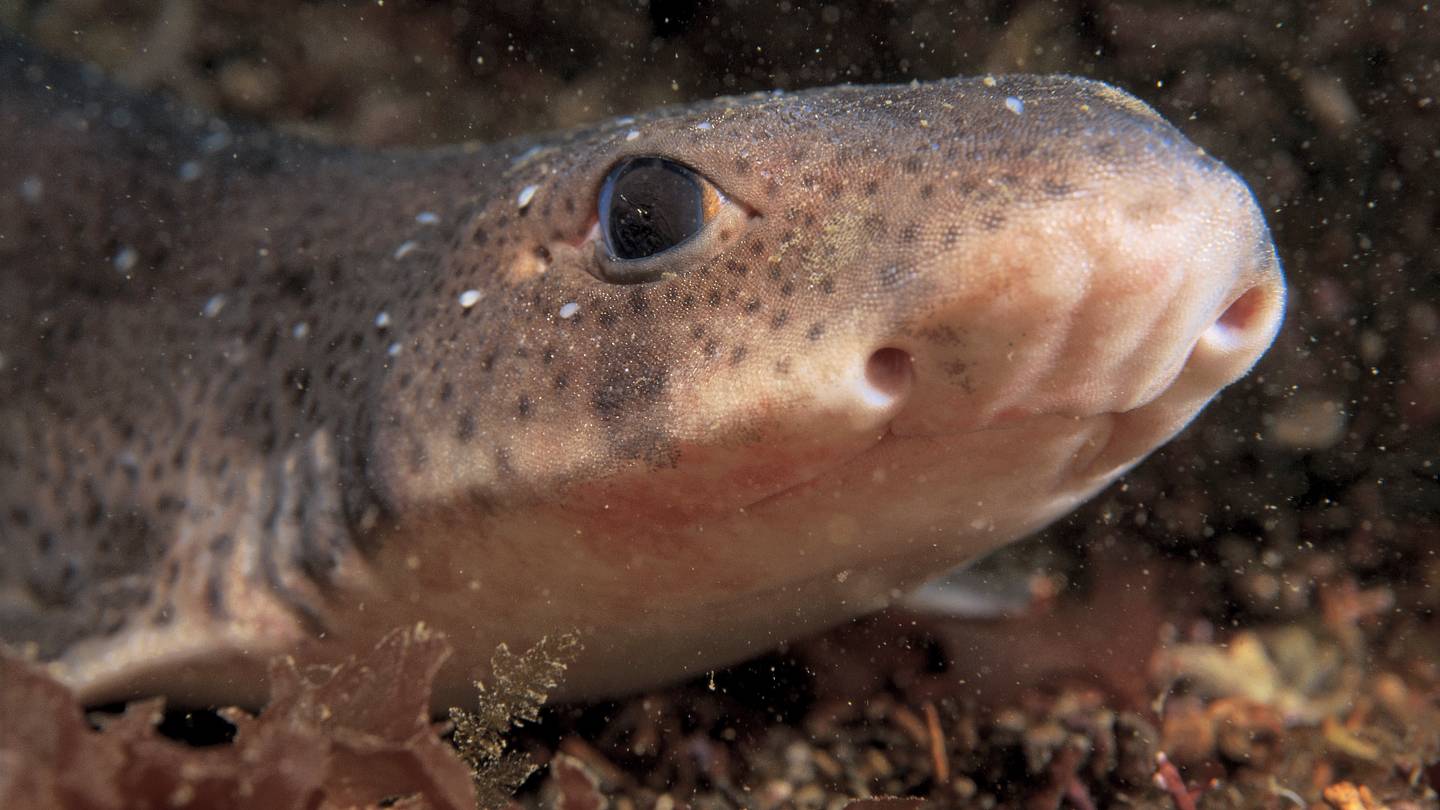 Listen to a Shark ‘Chirp’ in First-of-Its-Kind Audio Recording