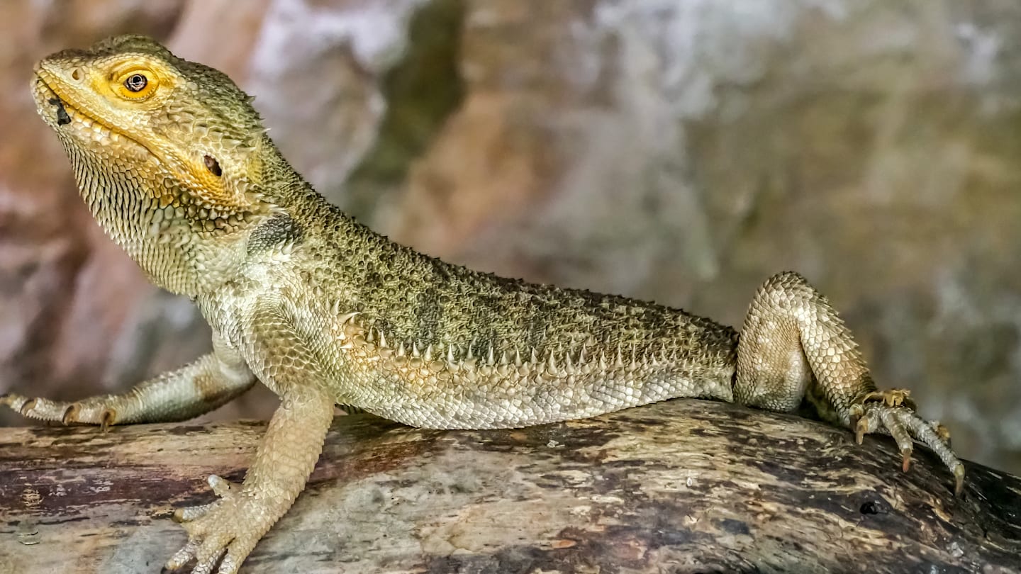 What is brumation? Your bearded dragon may not be sick, just sleepy