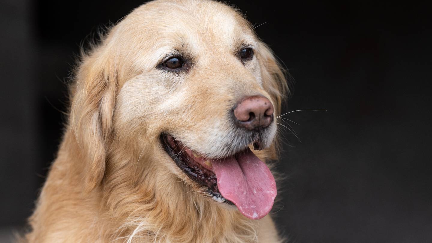 5 of the easiest dog breeds to train