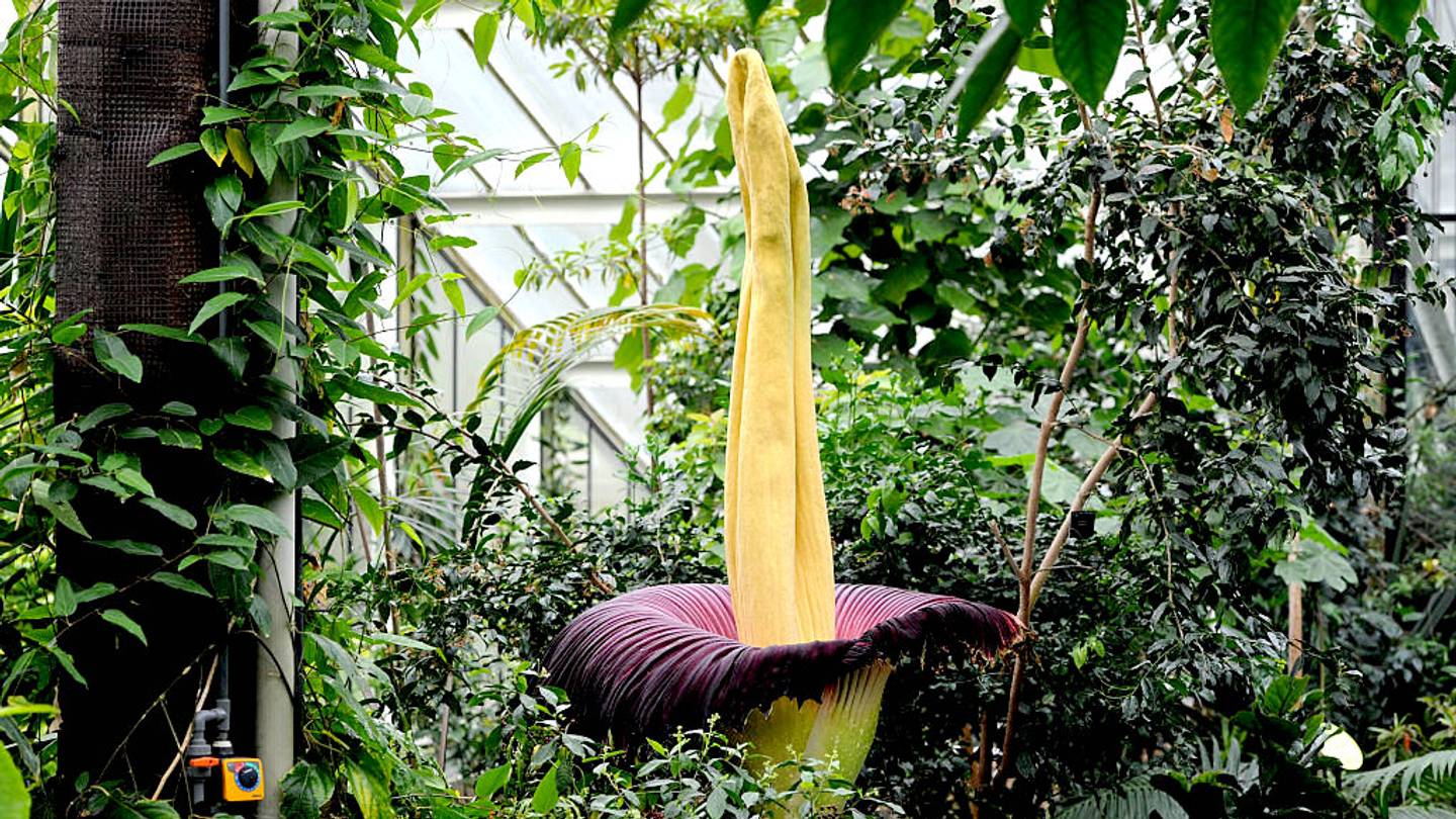 10 Fascinating Facts About Corpse Flowers