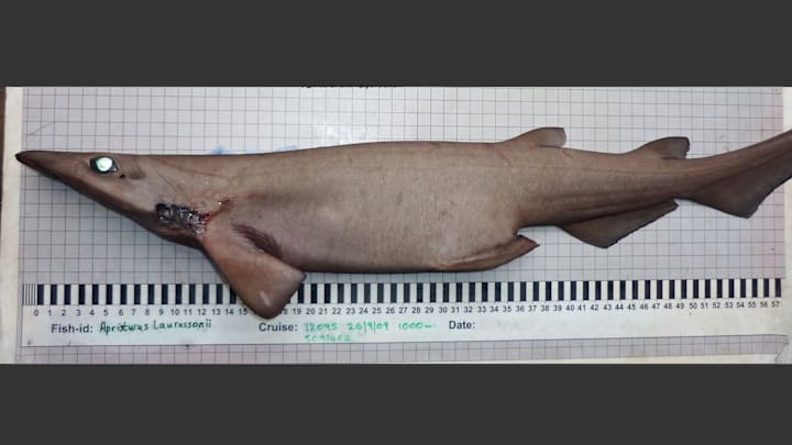 demon catshark