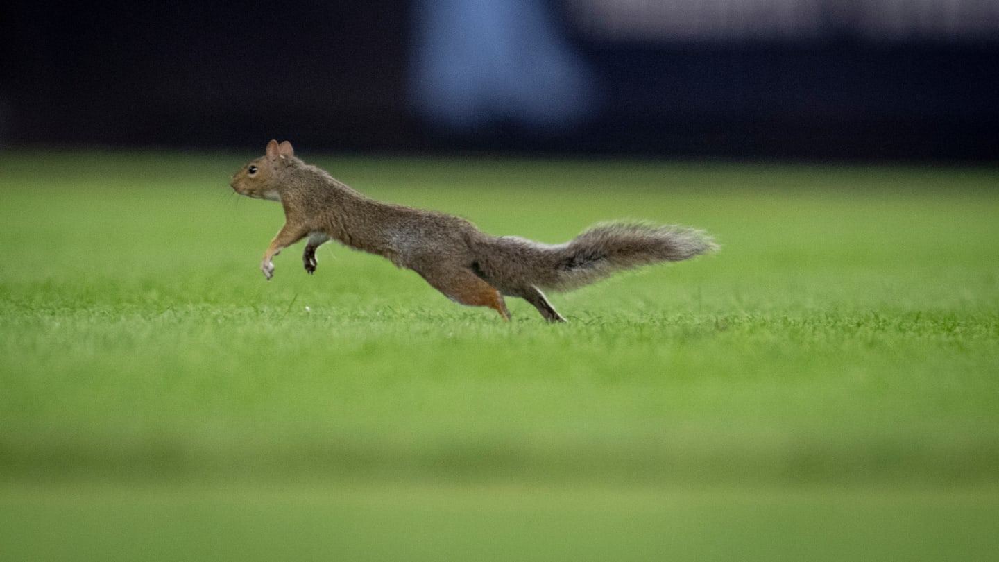 squirrel running