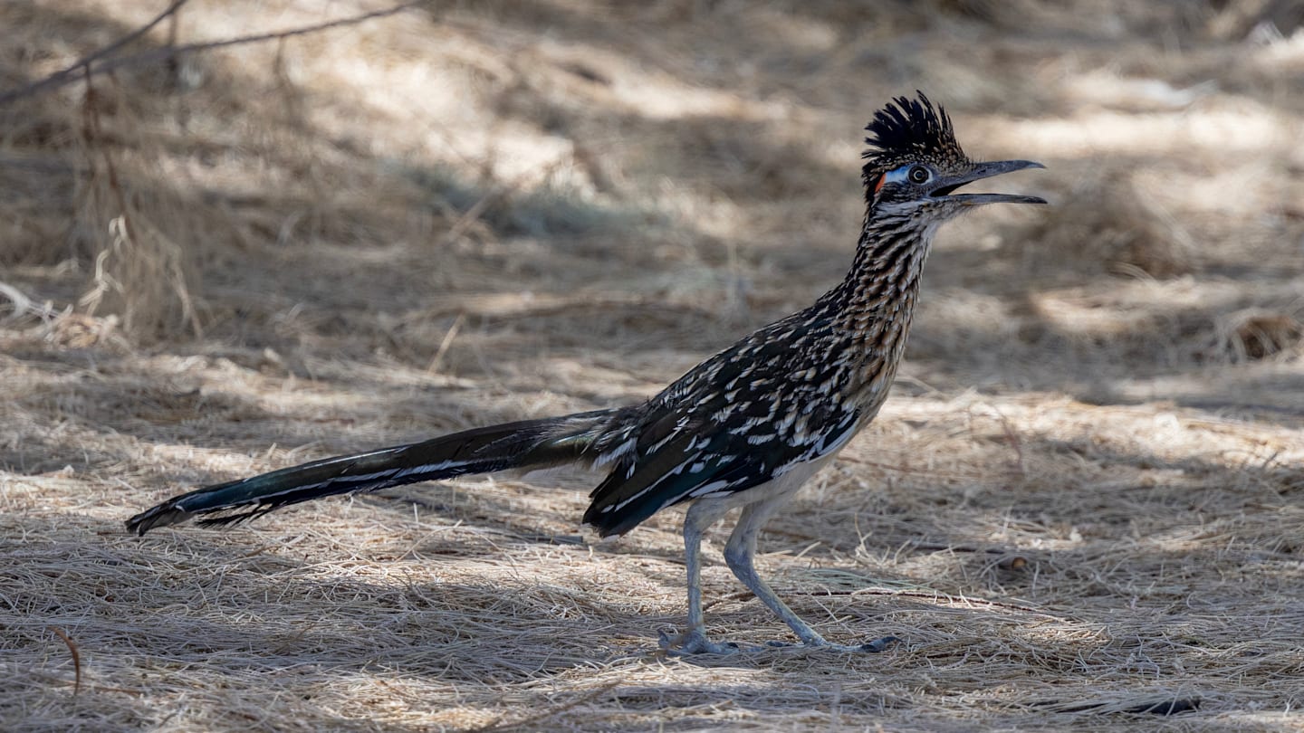"Birding with Benefits" by Sarah T. Dubb is a great romance read for ...