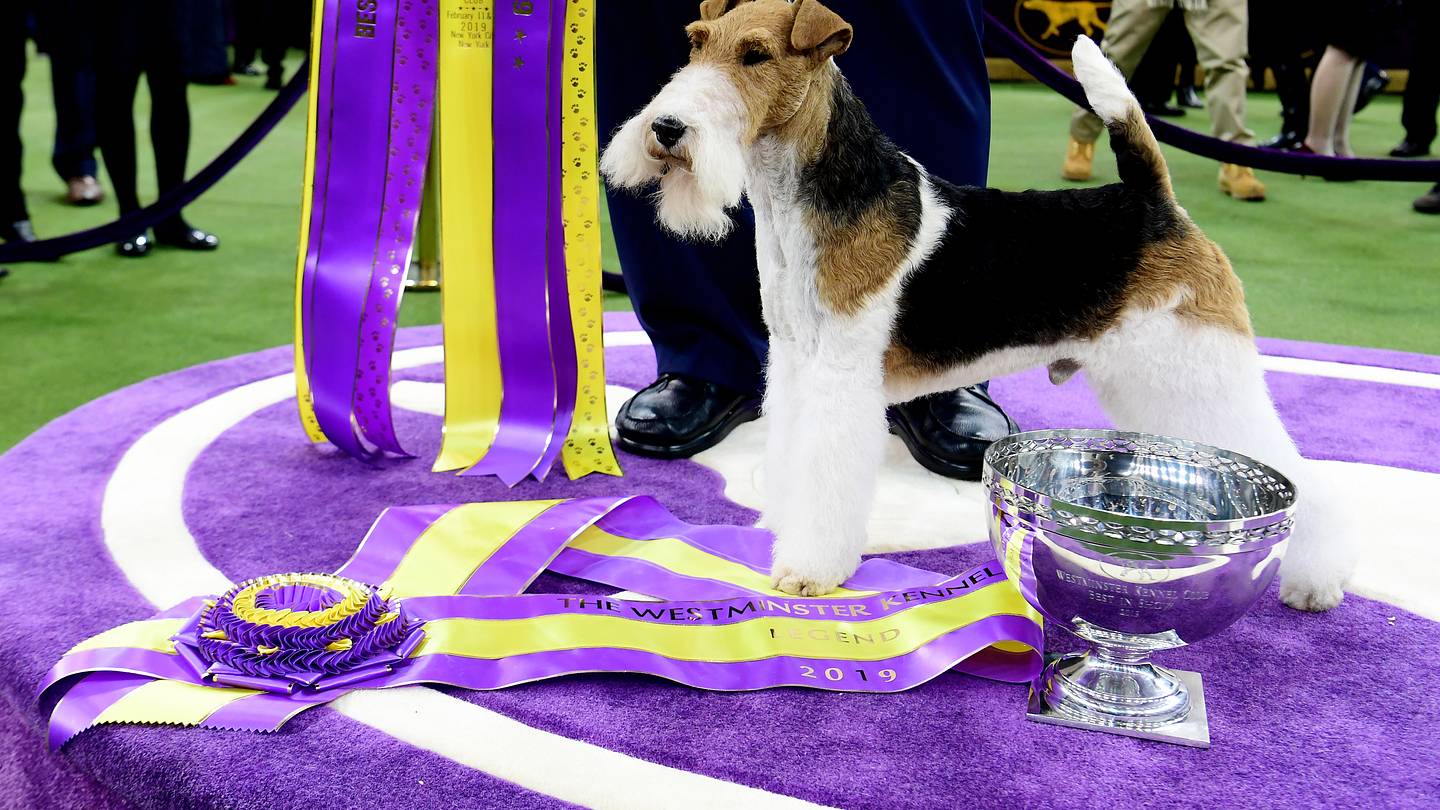 The Dog Breeds With the Most Westminster Dog Show Wins
