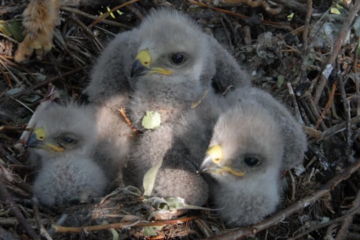 baby eagle cute
