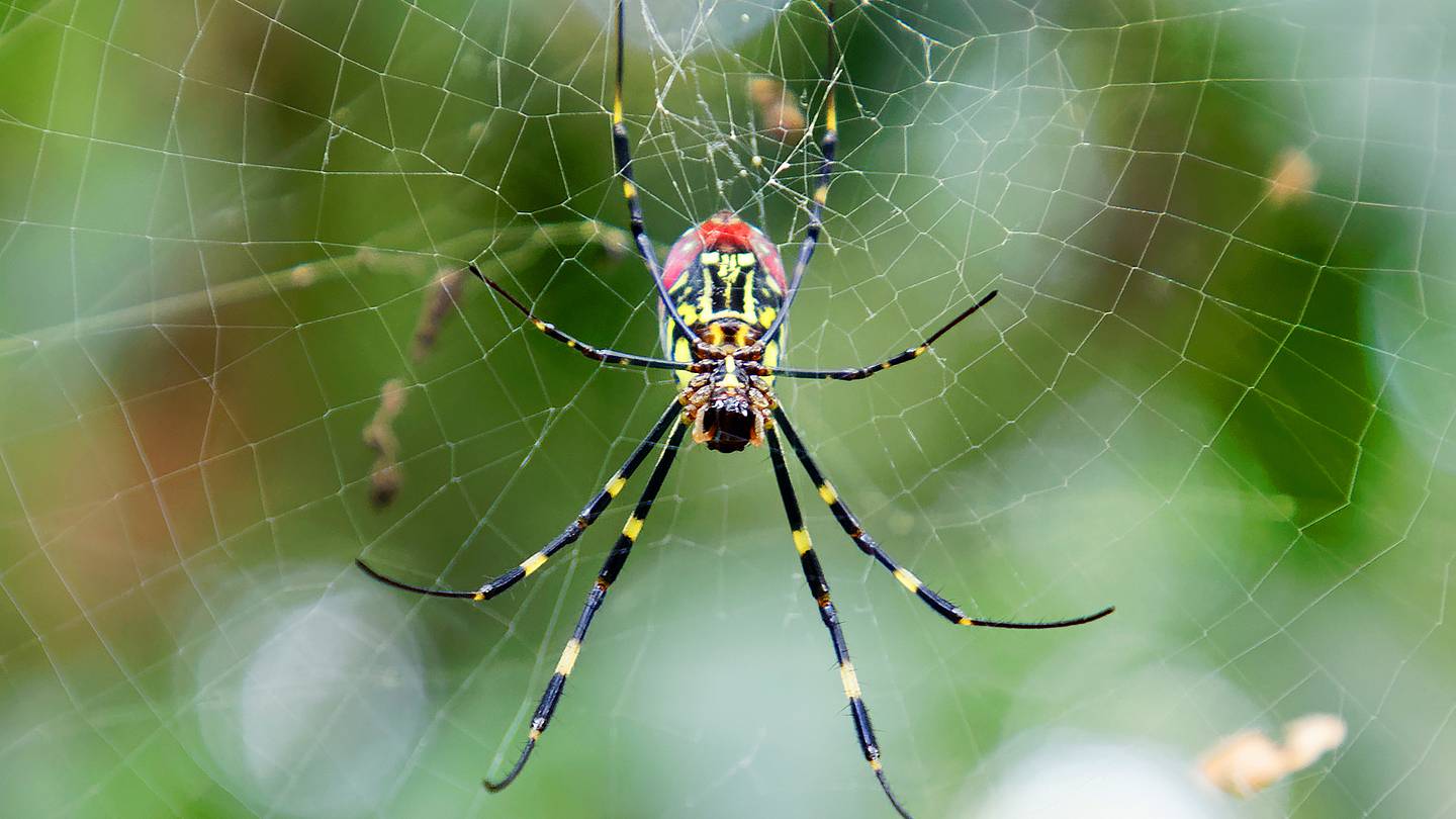 Meet the Joro Spider: The ‘Flying’ Arachnid That Could Soon Invade the ...