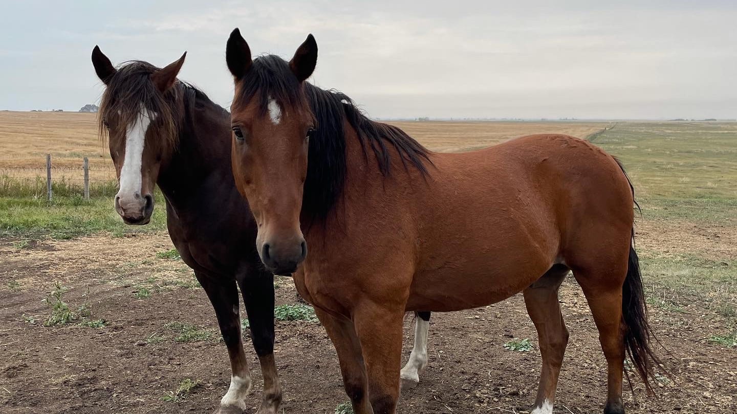 Macza Pro Rodeo Great Earns Spot in Canadian Pro Rodeo Hall of Fame