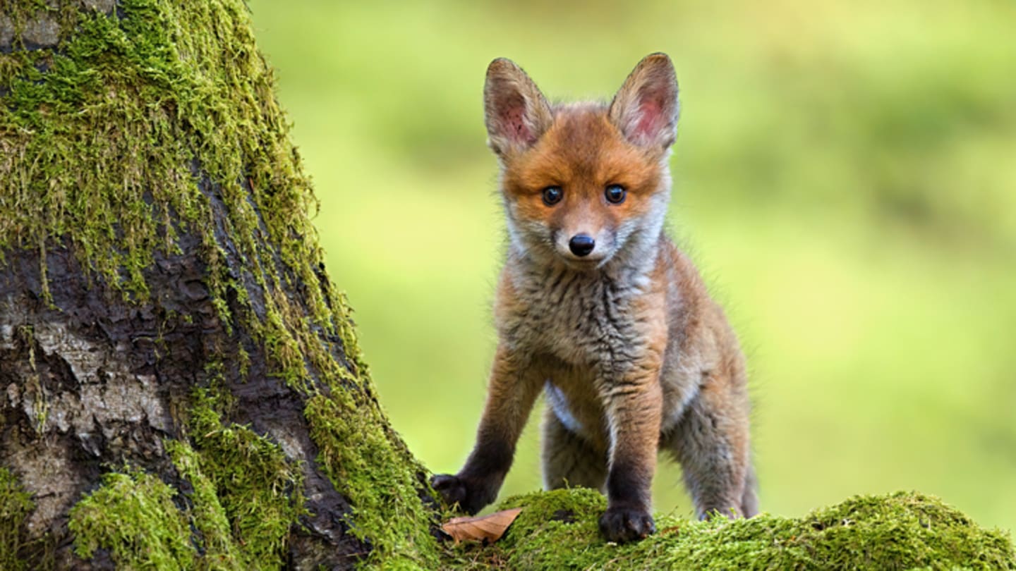 how to draw a baby kit fox