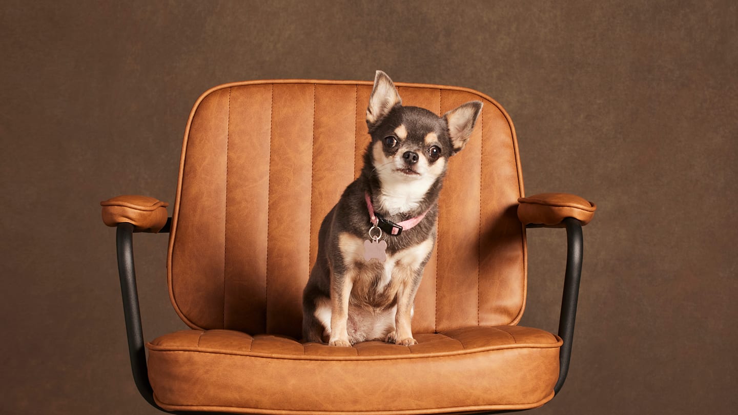 Even Will Trent celebrated National Puppy Day with the help of Betty