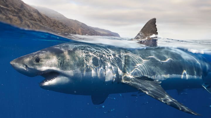 great white shark pup weight