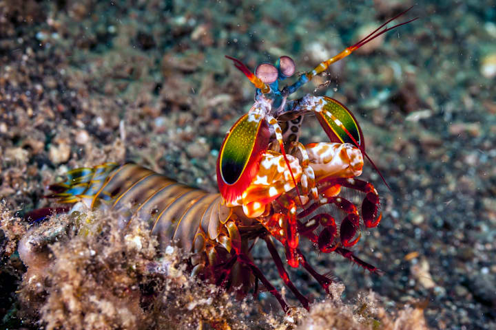 mantis shrimp bite