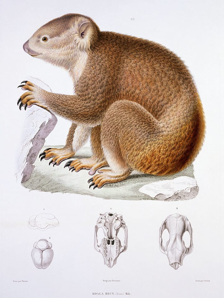 what do koala bears carry