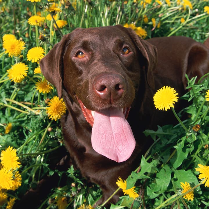 brown retriever lab
