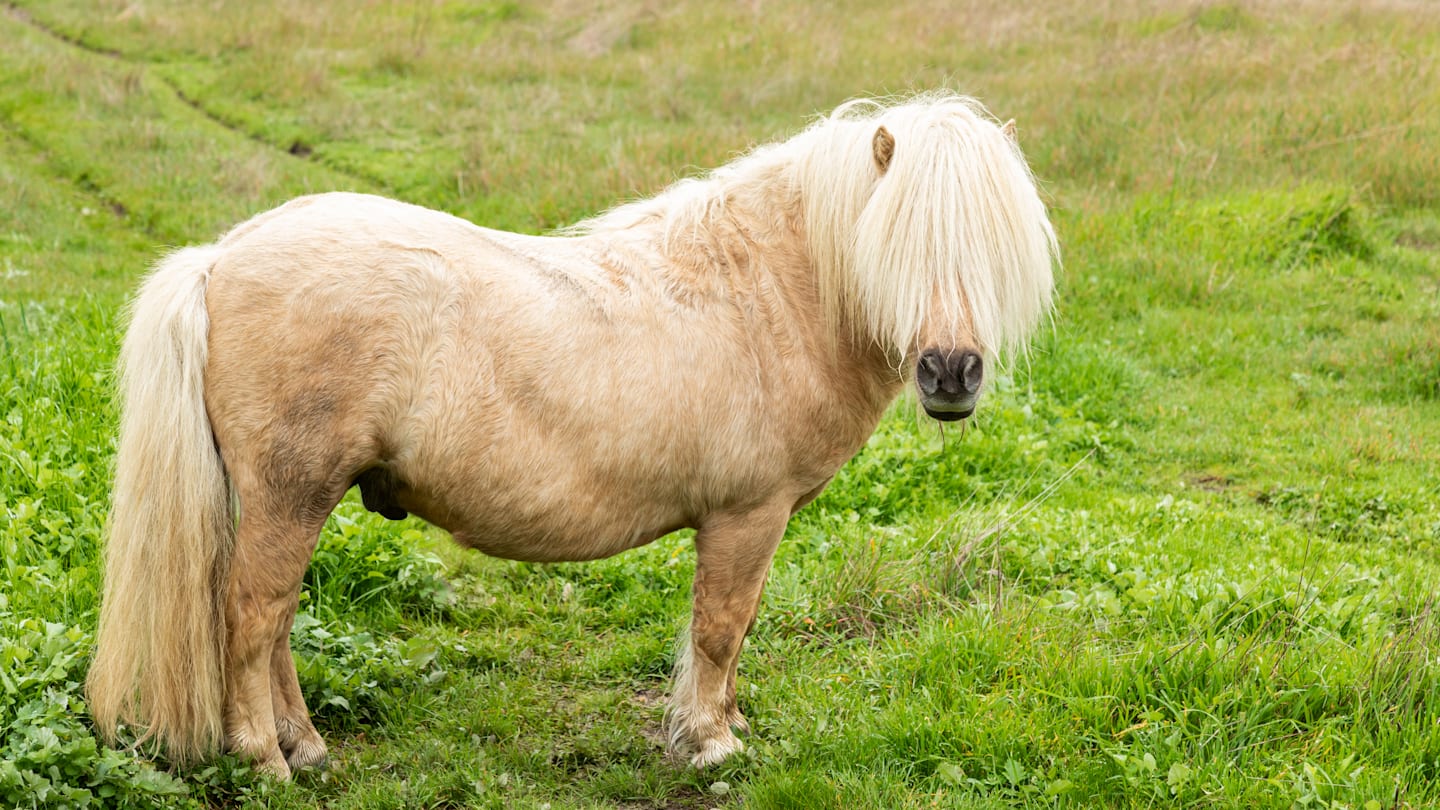 Why Do We Call Someone a “One-Trick Pony”?