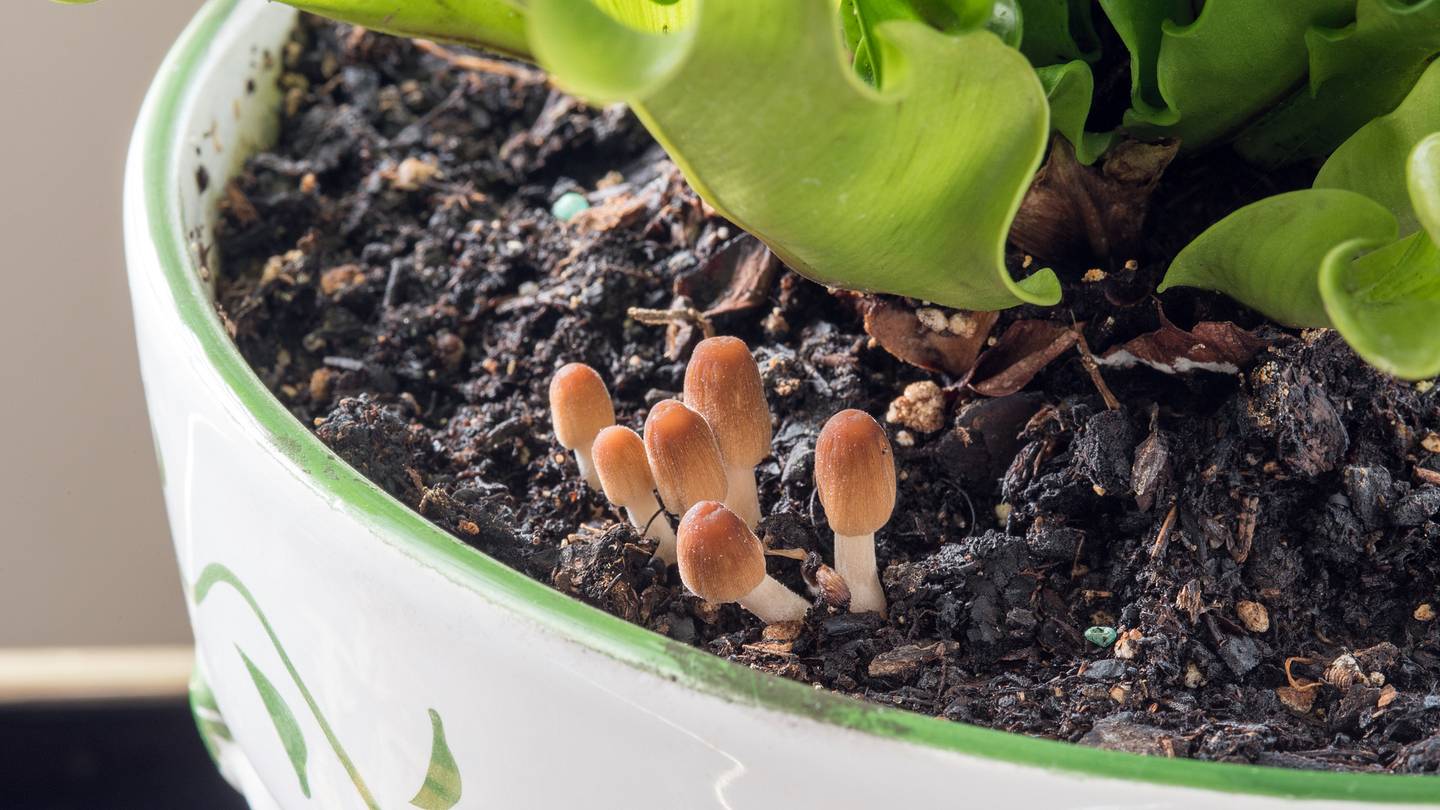 Why Mushrooms Grow in Potting Soil—and What to Do About Them