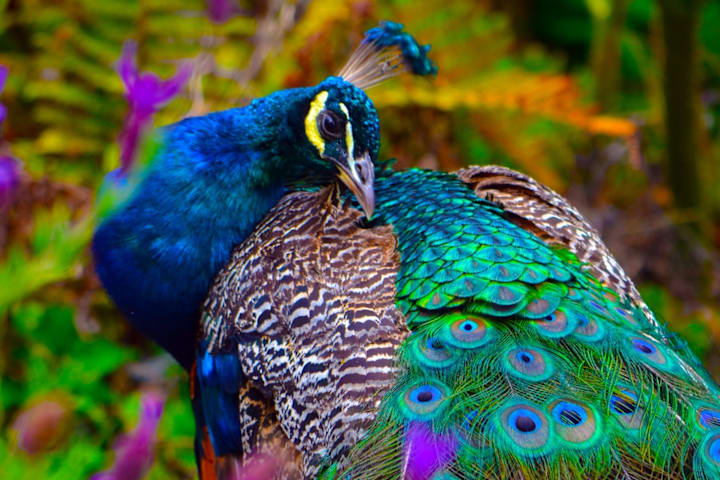 peacock description