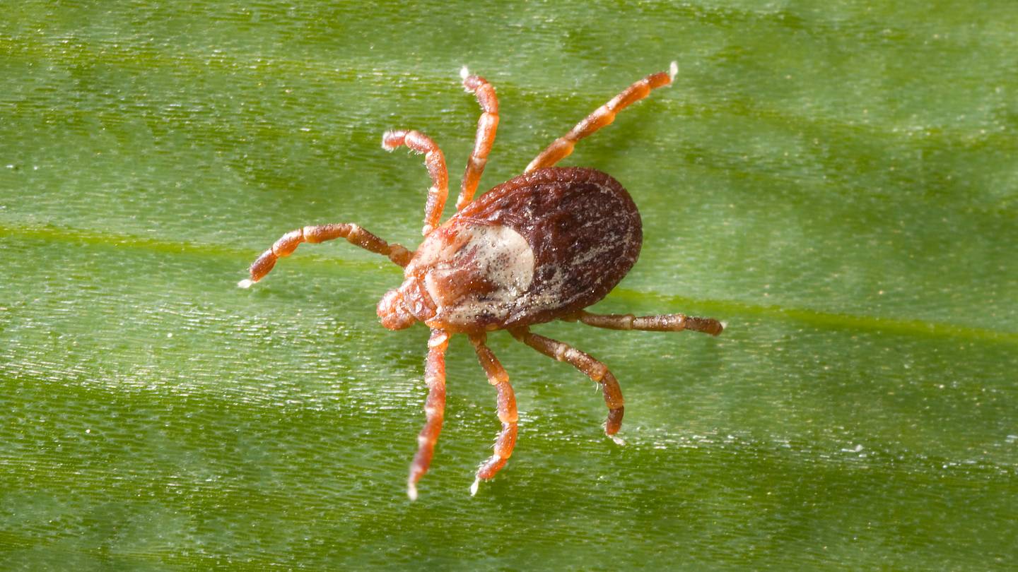 Where 7 Dangerous, Disease-Spreading Ticks Live in the U.S.—Mapped