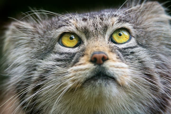 peter pallas cat