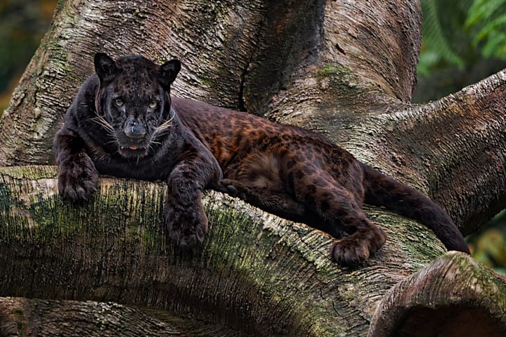 black leopard print cat