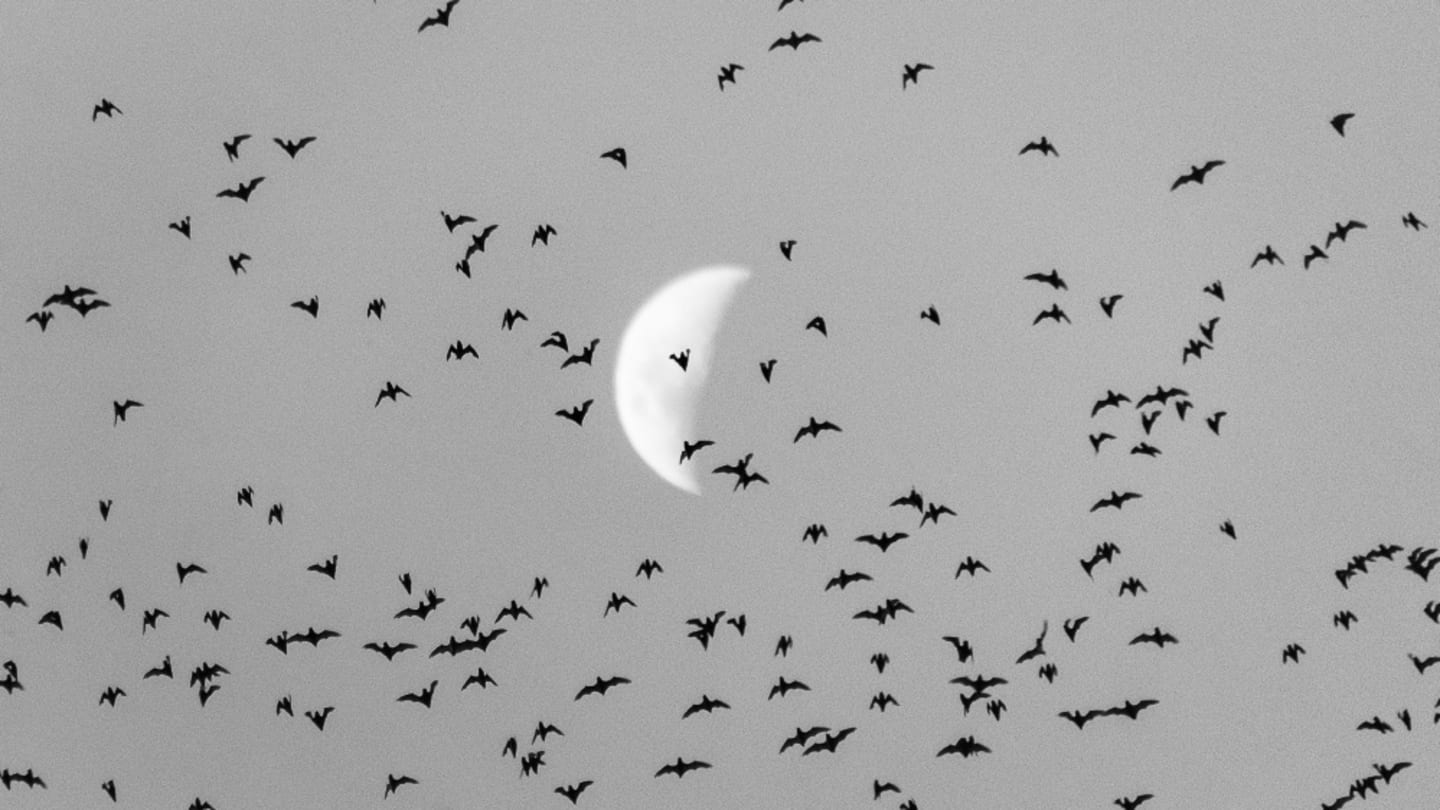 Witness the Spectacular Nighttime Bat Hunt