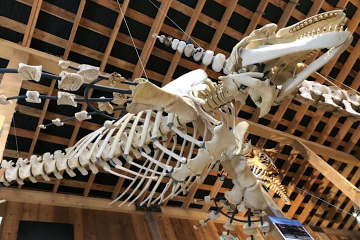 killer whale endoskeleton