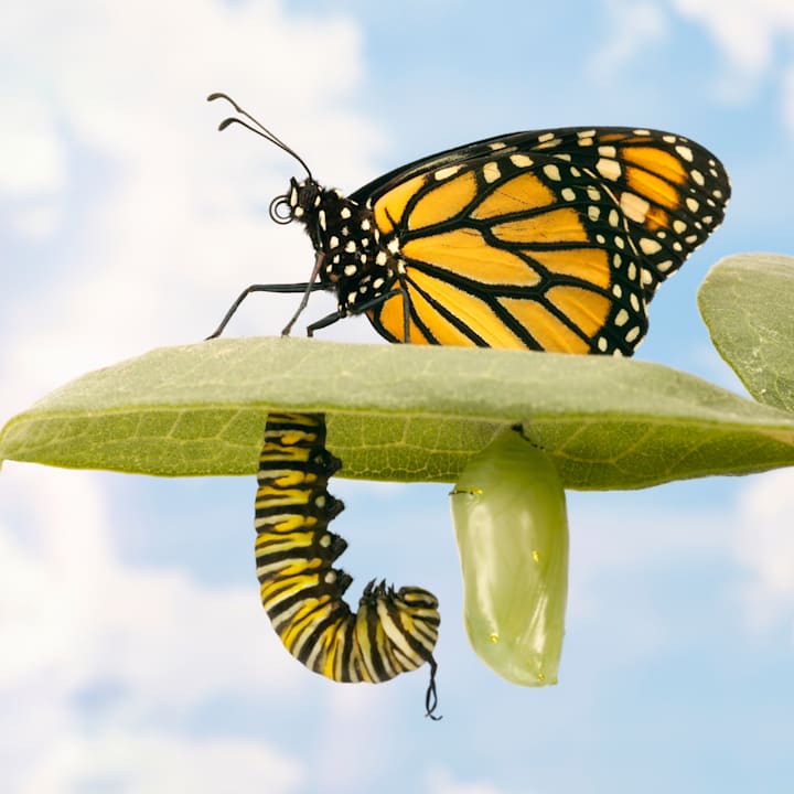 butterfly cocoon process