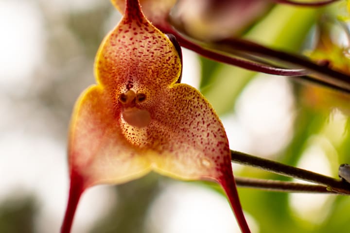 grinning monkey orchids