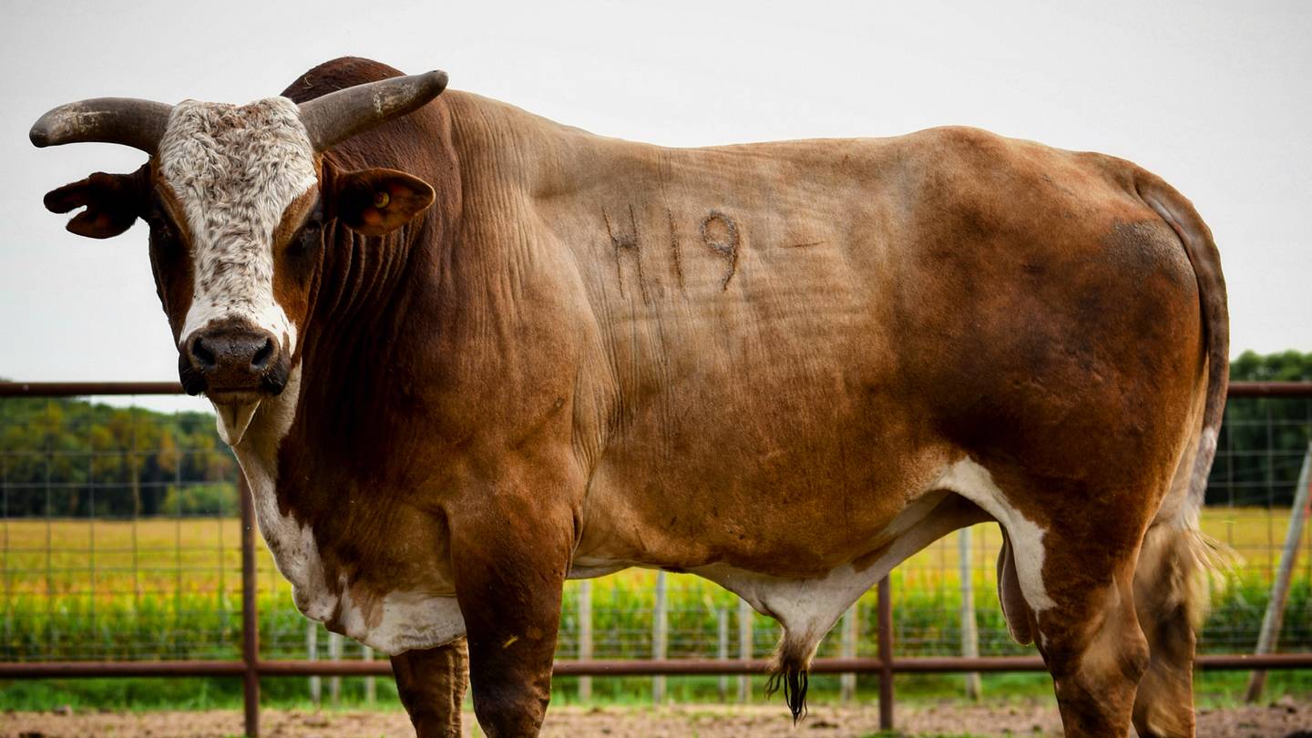 Meet the Fiercest Bulls Set to Shake Up the 2025 NFR