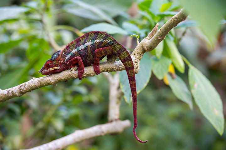 chameleon lizard