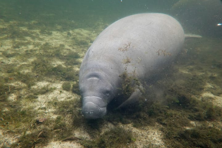 dwarf manatee